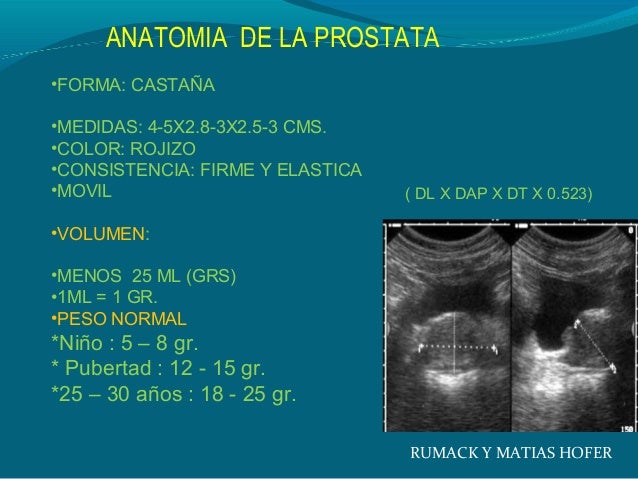 Prostata Anatomía