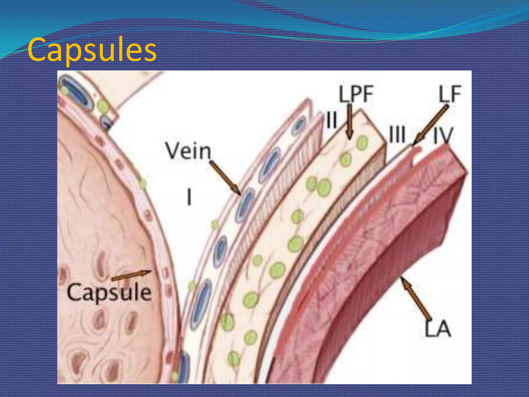 Surgical Anatomy of Prostate | PPTX