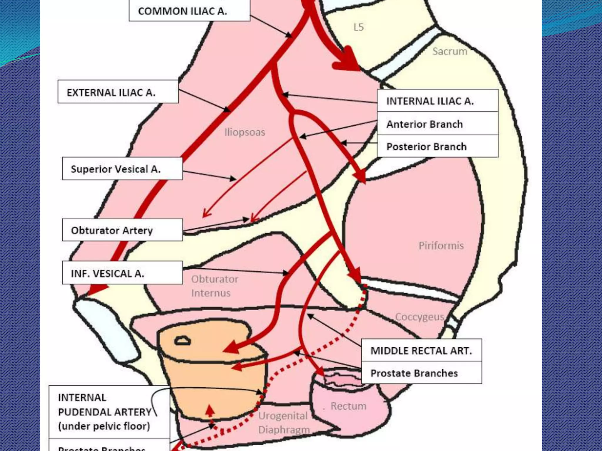 Surgical Anatomy of Prostate | PPTX