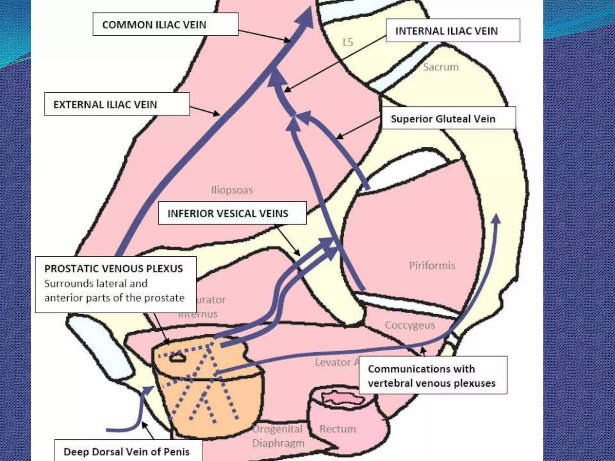Surgical Anatomy of Prostate | PPTX