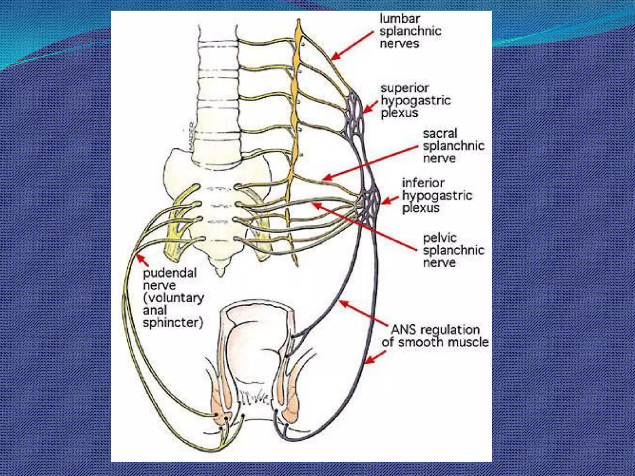 Surgical Anatomy of Prostate | PPTX