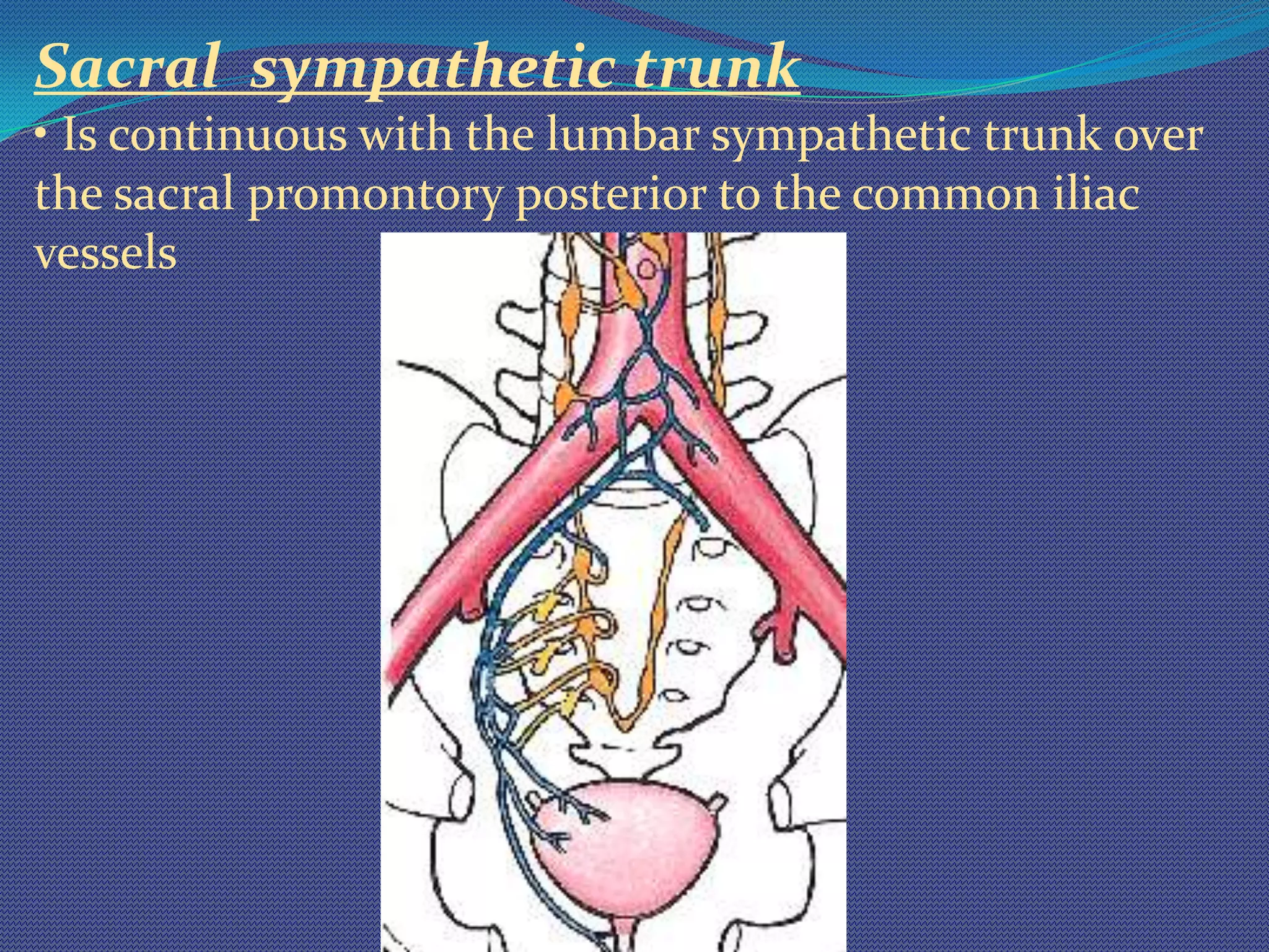Surgical Anatomy of Prostate | PPTX