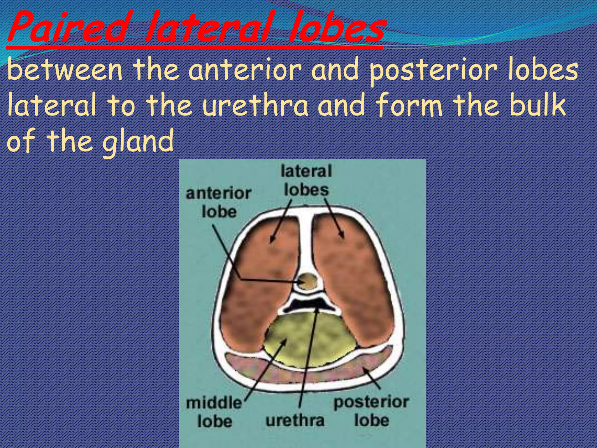 Surgical Anatomy of Prostate | PPTX