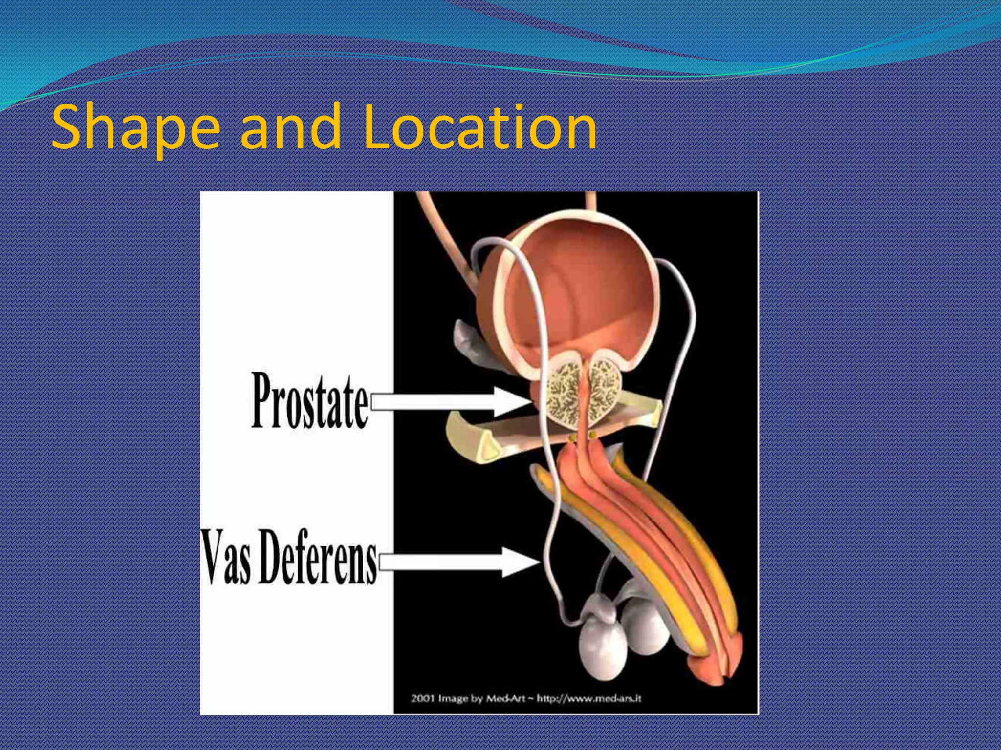 Surgical Anatomy of Prostate | PPTX