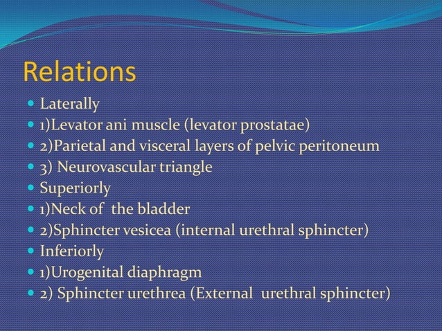 Surgical Anatomy of Prostate | PPTX