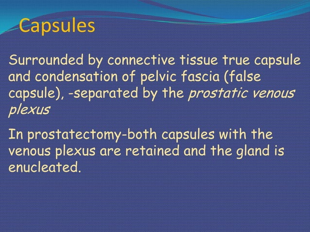 Surgical Anatomy Of Prostate Ppt