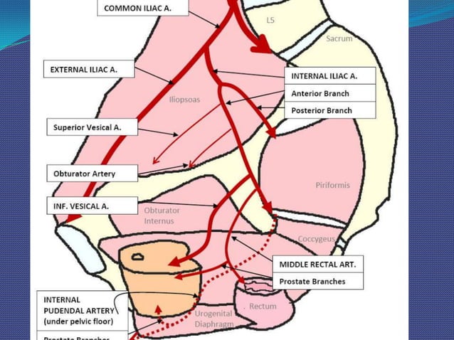 Surgical Anatomy of Prostate | PPTX