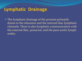 Surgical Anatomy of Prostate | PPTX