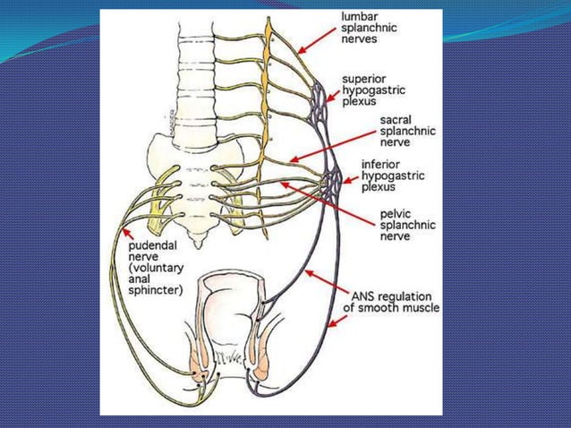 Surgical Anatomy of Prostate | PPTX