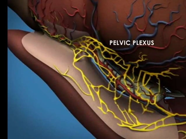 Surgical Anatomy of Prostate | PPTX