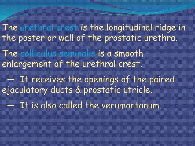 Surgical Anatomy of Prostate | PPTX