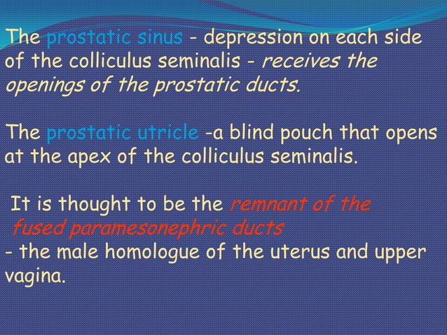 Surgical Anatomy of Prostate | PPTX