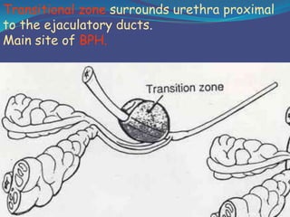 Surgical Anatomy of Prostate | PPTX