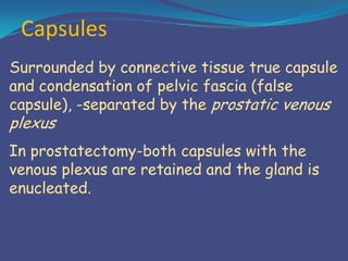 Surgical Anatomy of Prostate | PPT