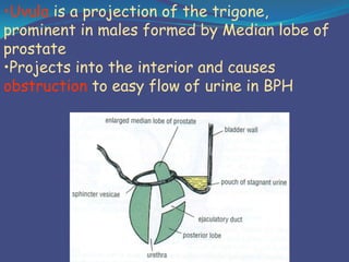 Surgical Anatomy of Prostate | PPT