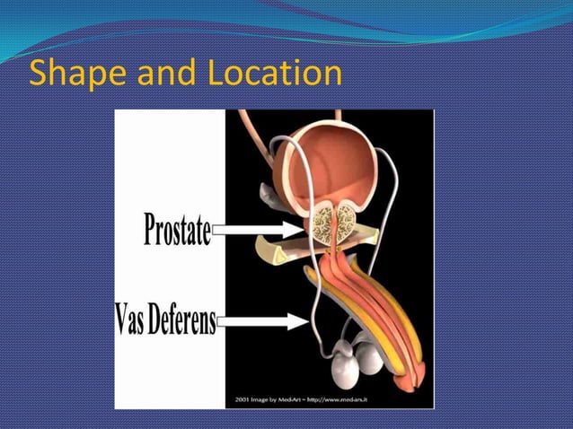 Surgical Anatomy Of Prostate