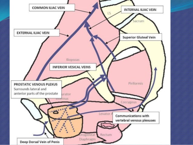 Surgical Anatomy of Prostate