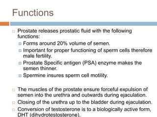 Prostate | PPTX