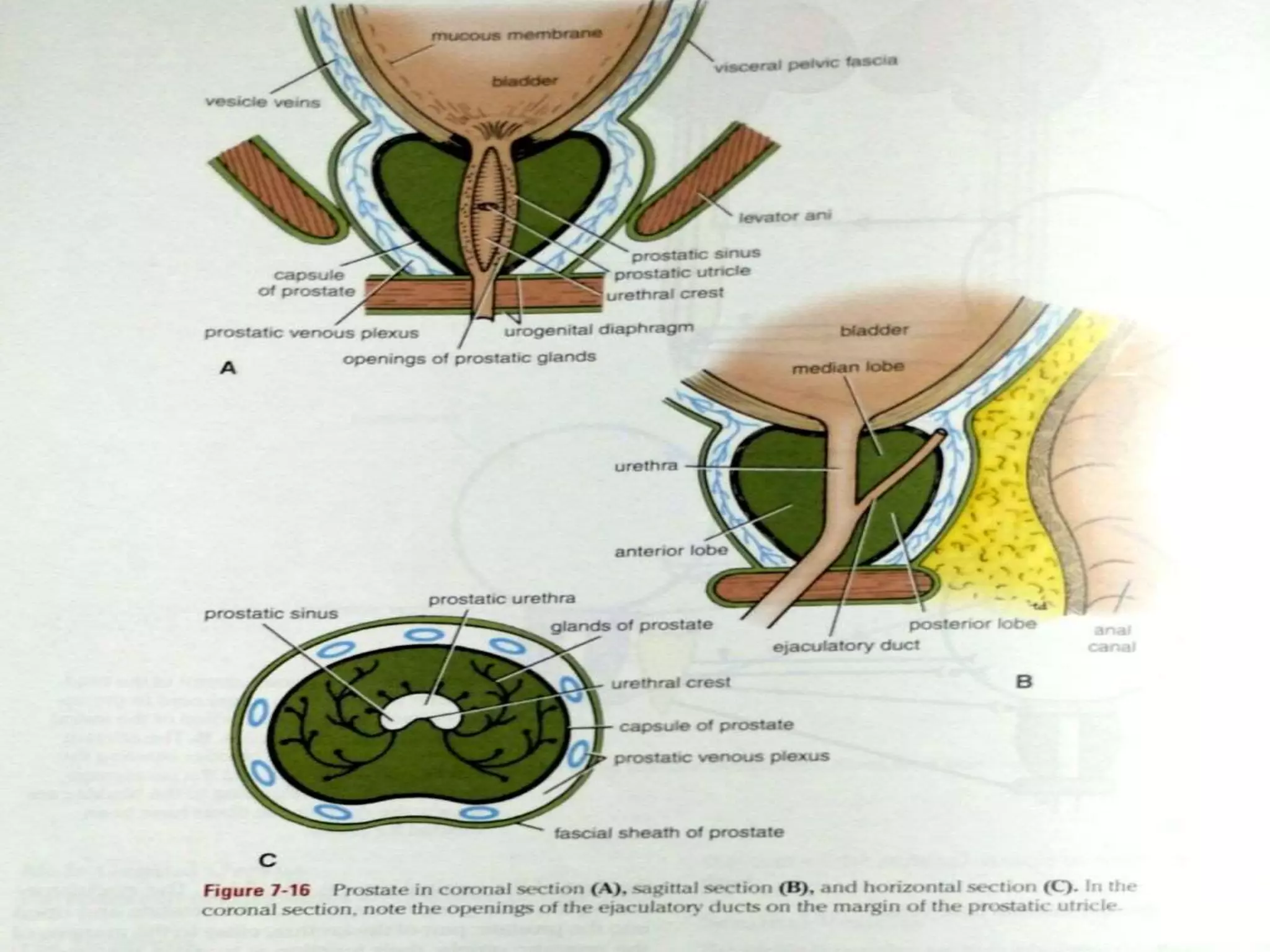 Prostate Anatomy,physiology & Pathology | PPTX