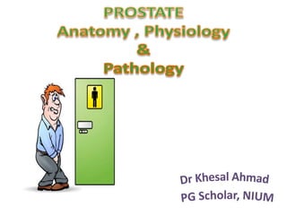 Prostate Anatomy,physiology & Pathology | PPTX