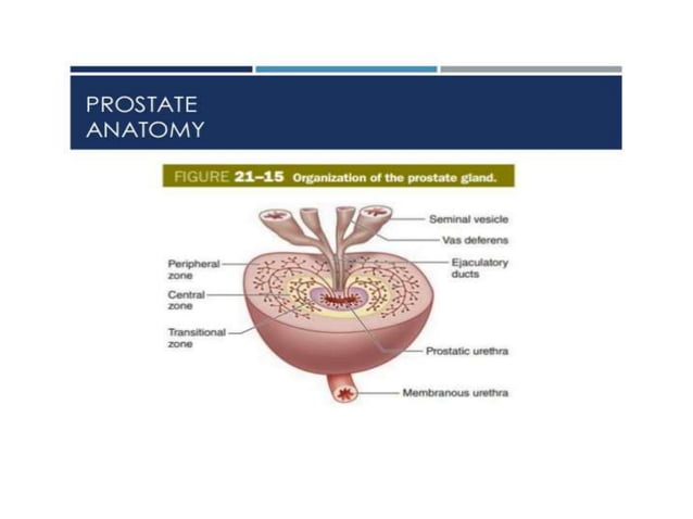 Prostate Anatomy,physiology & Pathology | PPTX | Reproductive Health ...