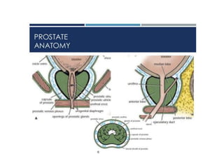 Prostate Gland Anatomy And Physiology