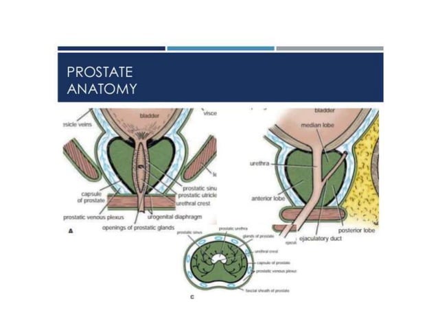 Prostate Anatomy,physiology & Pathology