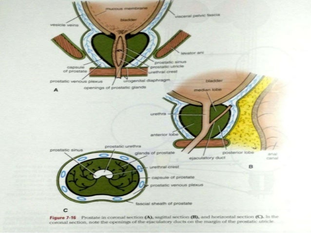 Prostate Anatomy,physiology & Pathology