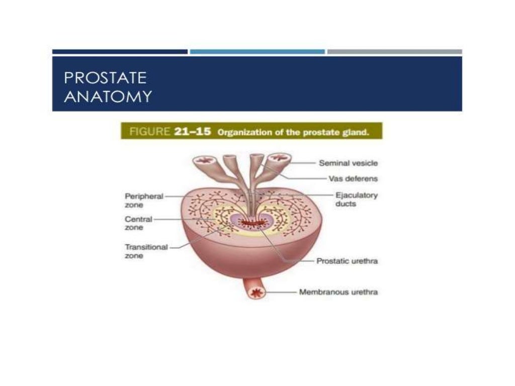 Prostate Anatomyphysiology And Pathology