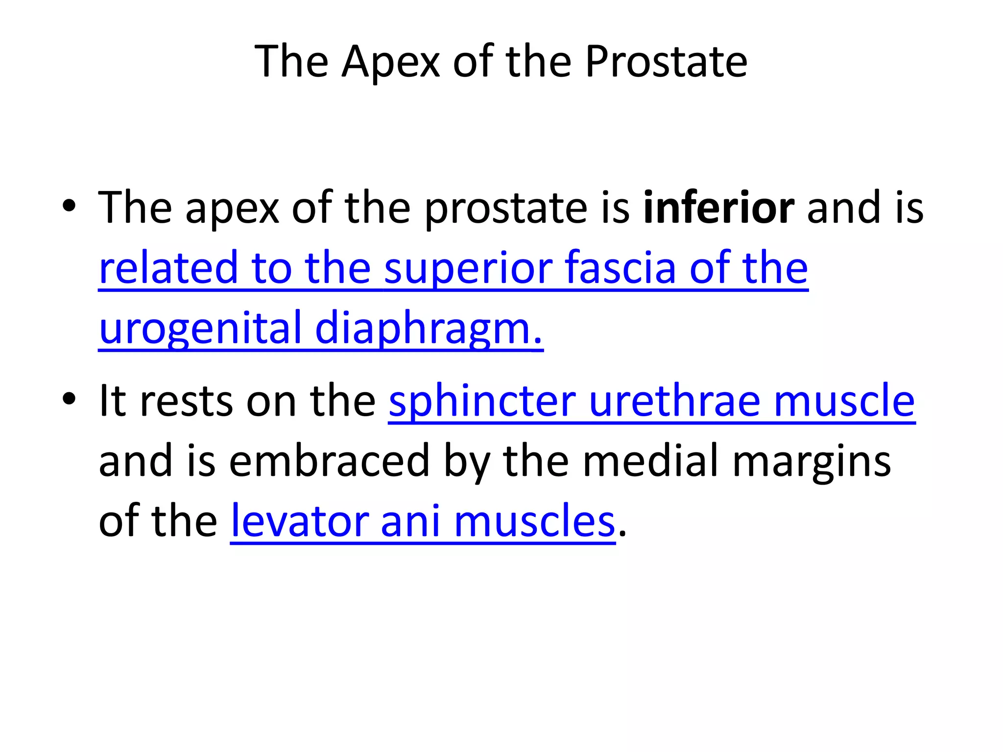 Prostate.pptx