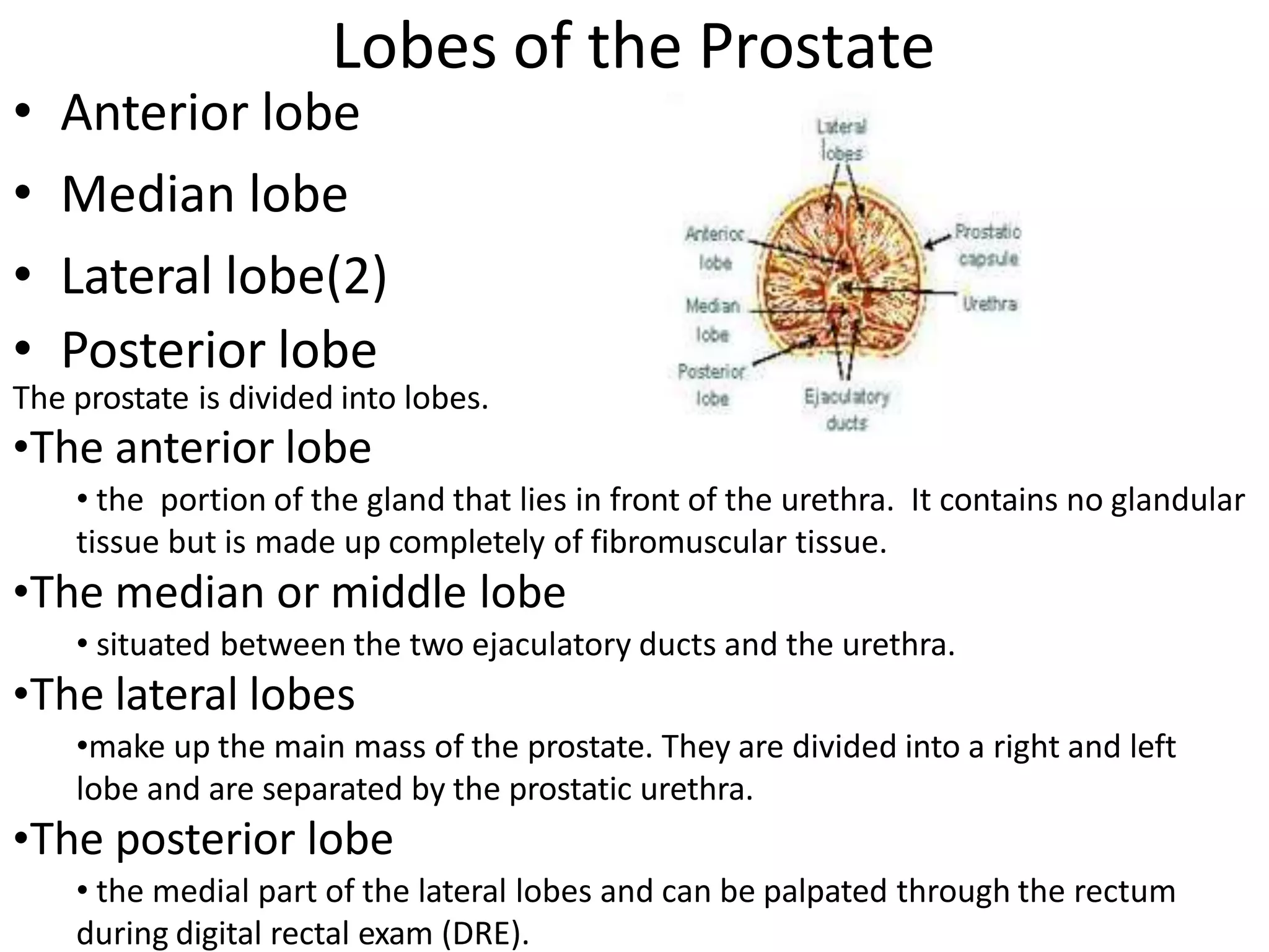 Prostate.pptx