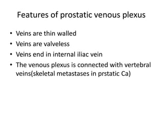 Prostatic Venous Plexus