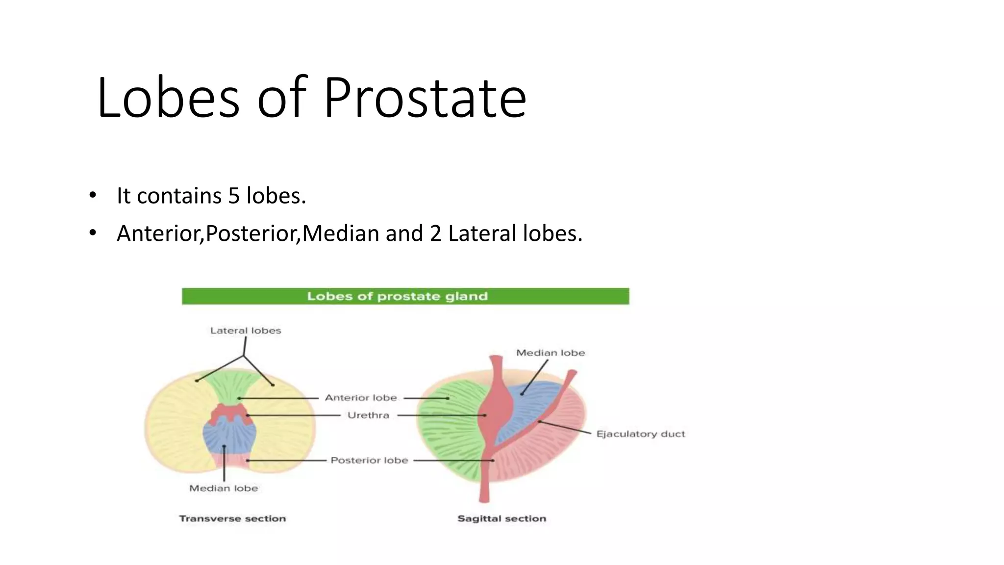 Prostate.pptx