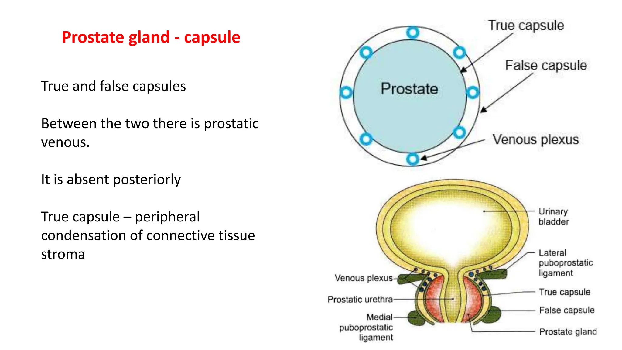 prostateAnatomyand lobeswith agechanges.pptx
