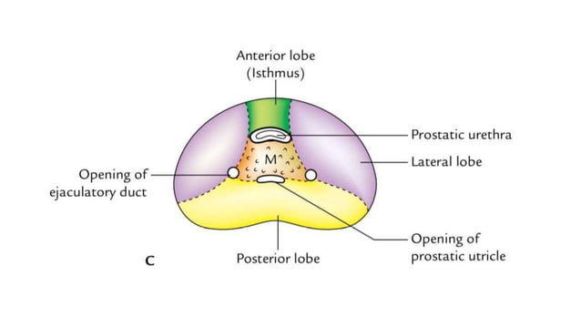 prostateAnatomyand lobeswith agechanges.pptx | Reproductive Health ...