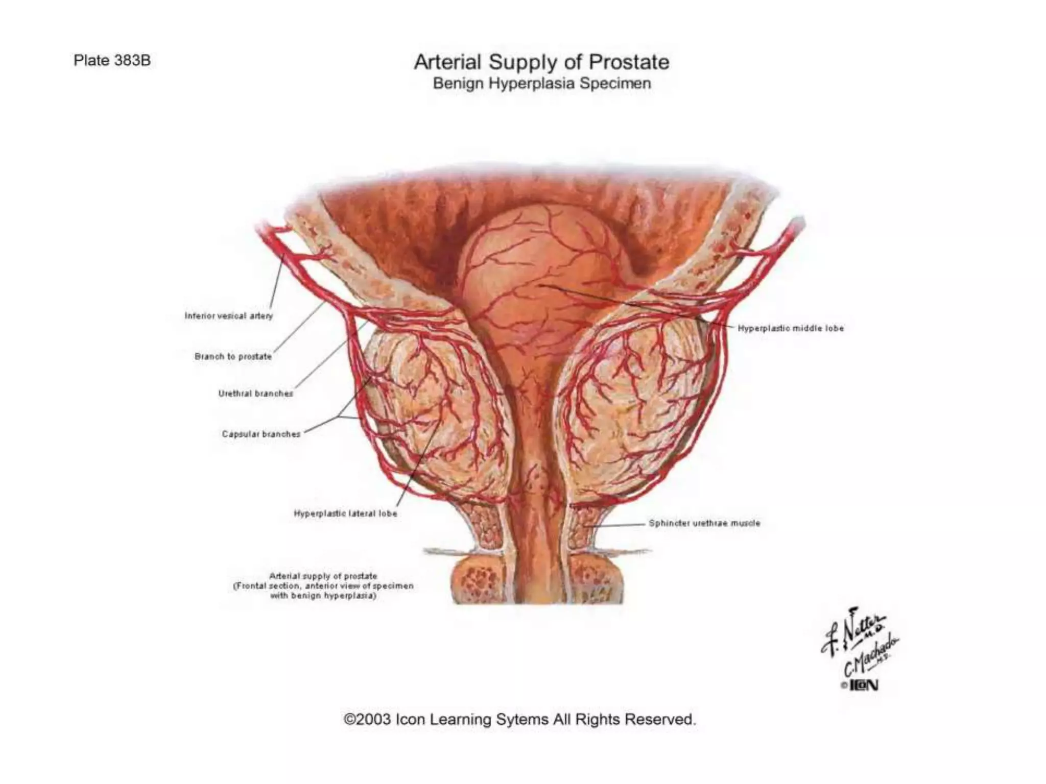 Prostate Anatomy Ppt