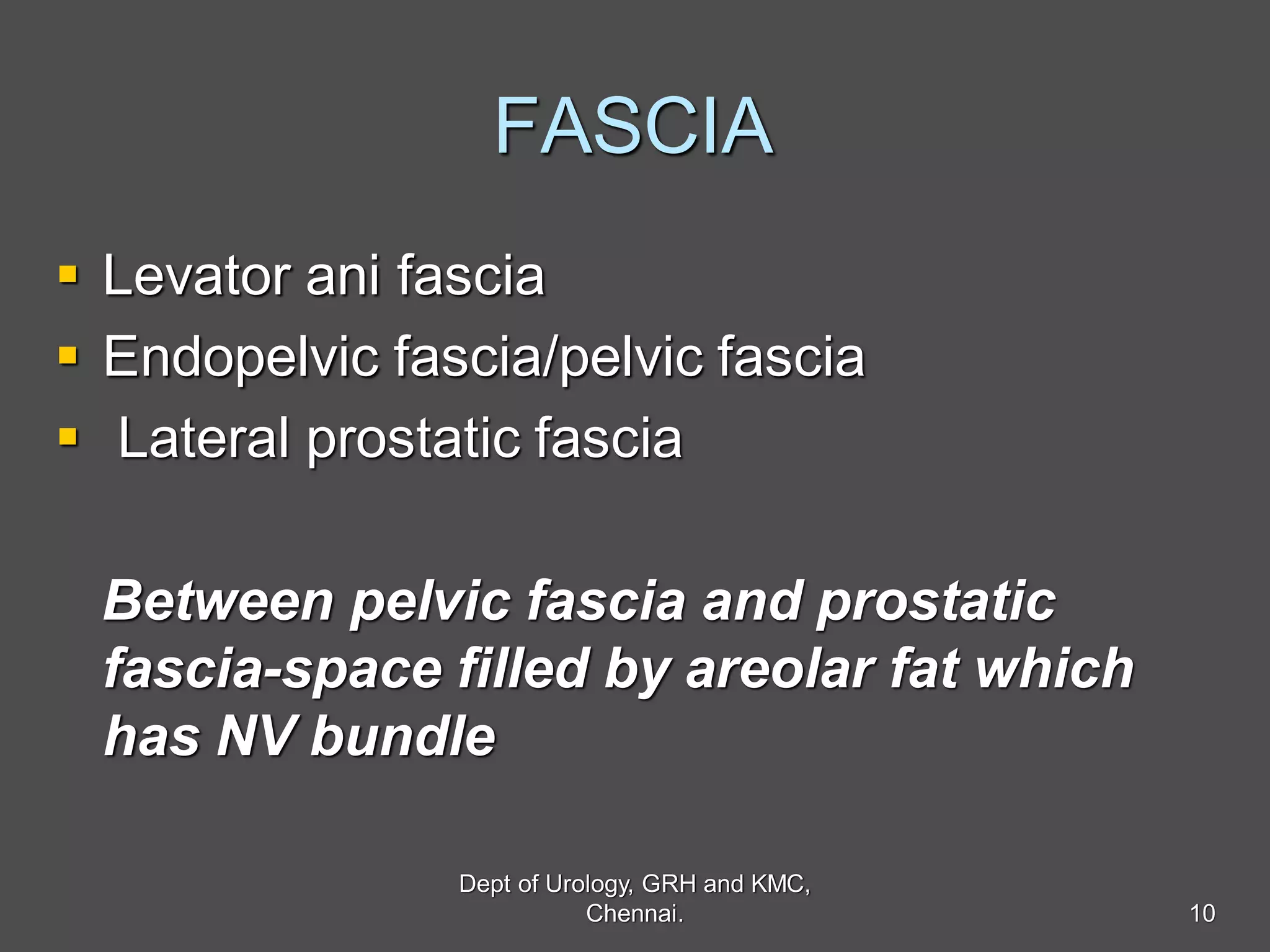 Prostate anatomy, embryology | PDF