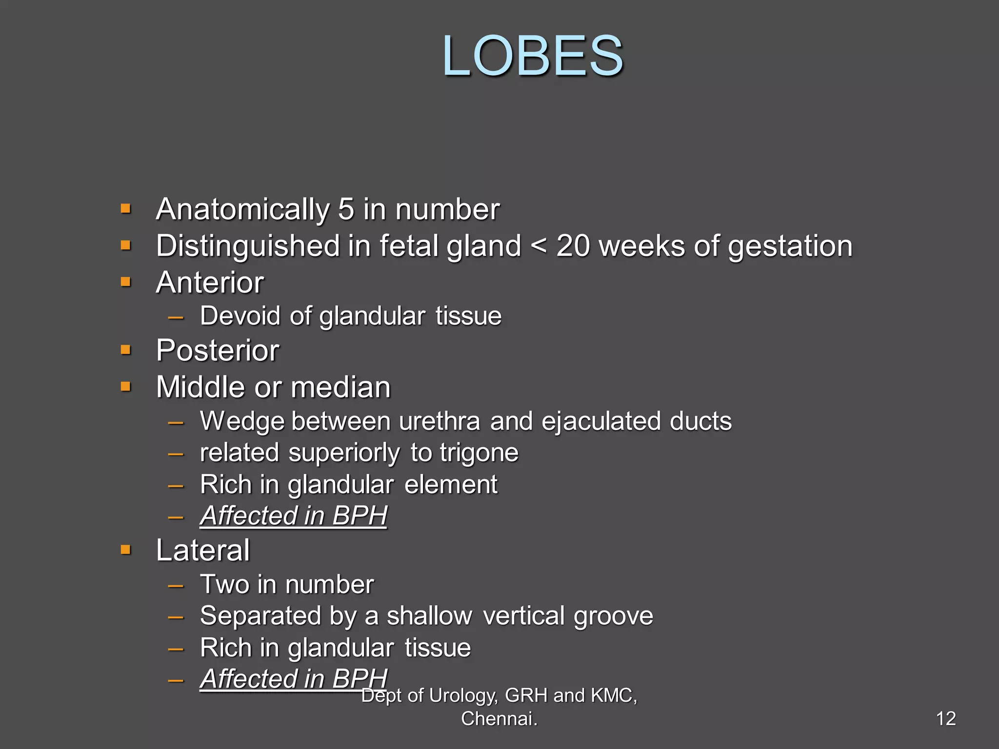 Prostate anatomy, embryology | PDF