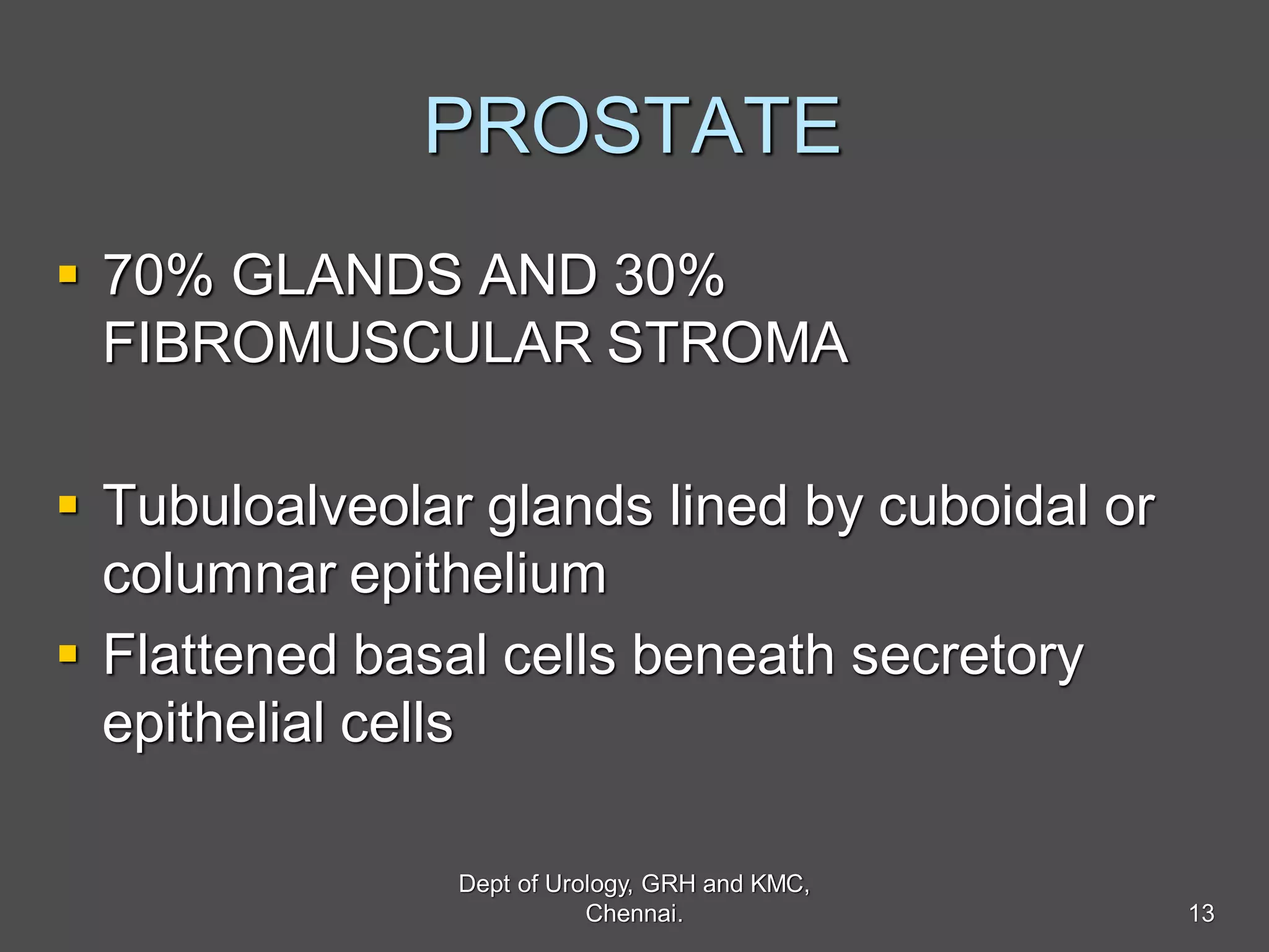 Prostate anatomy, embryology | PDF