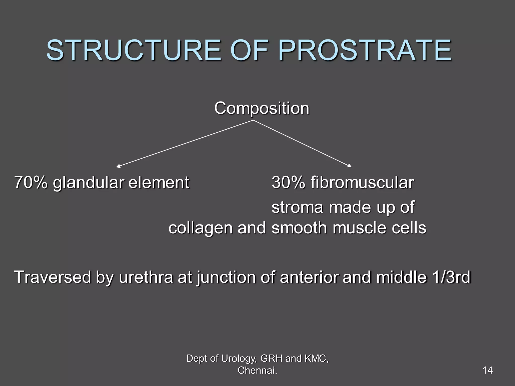 Prostate anatomy, embryology | PDF
