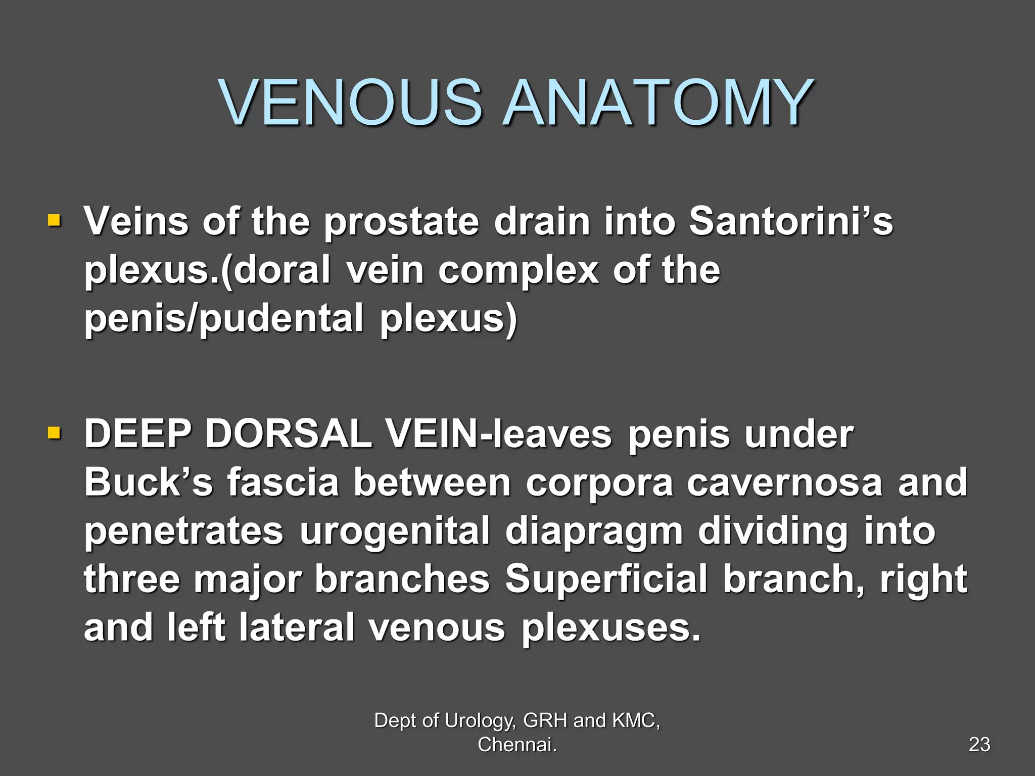 Prostate anatomy, embryology | PDF