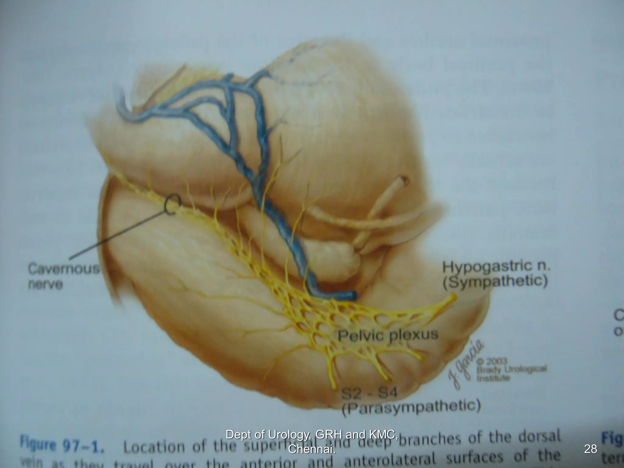 Prostate anatomy, embryology | PDF