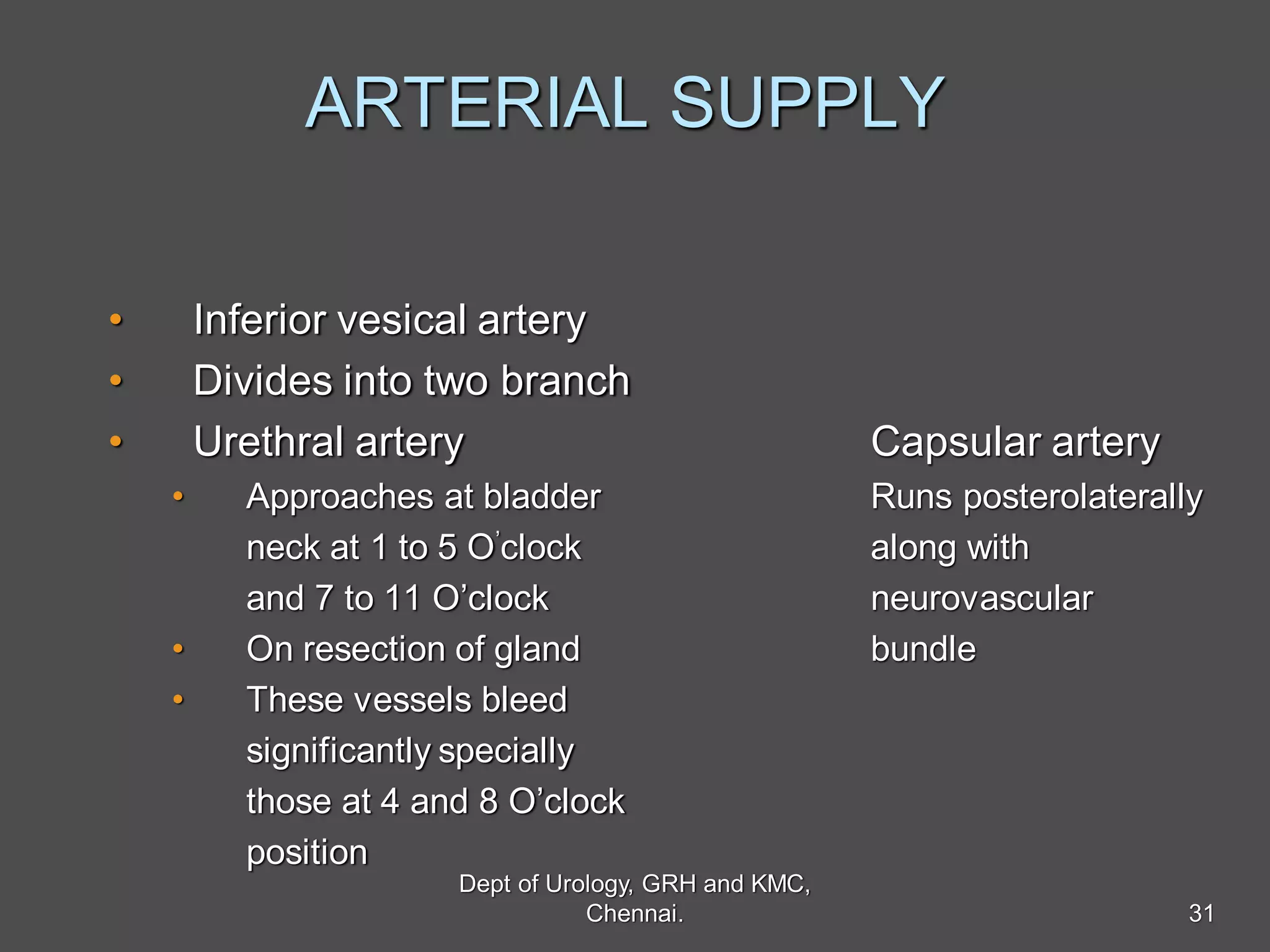Prostate anatomy, embryology | PDF