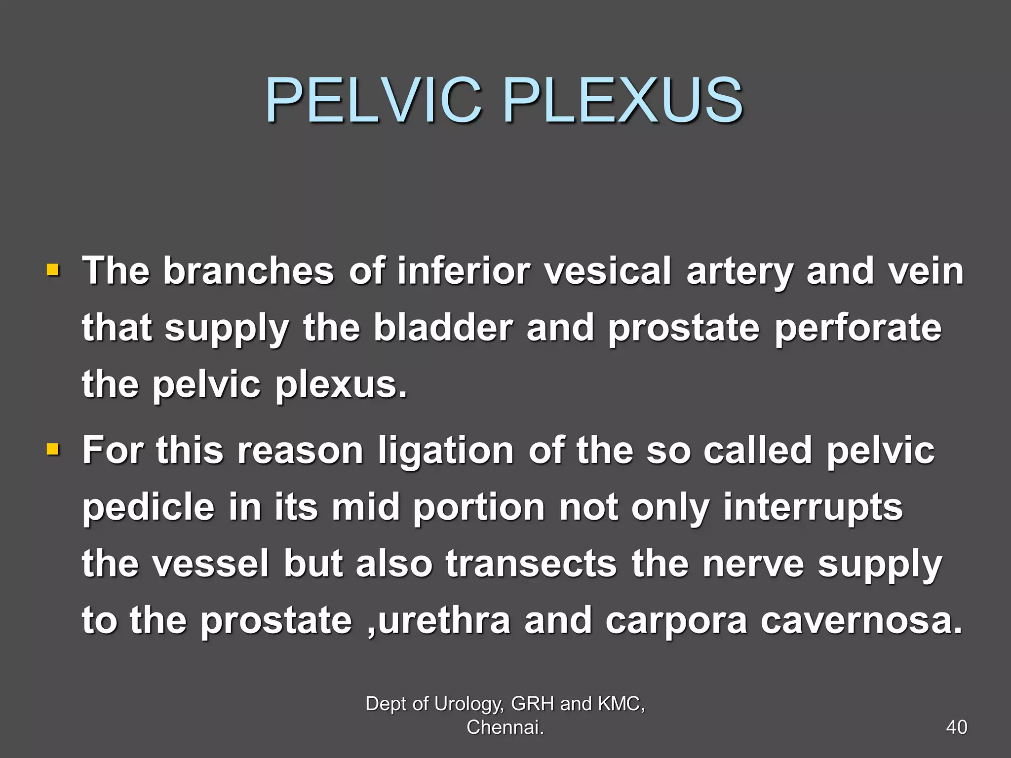 Prostate anatomy, embryology | PDF