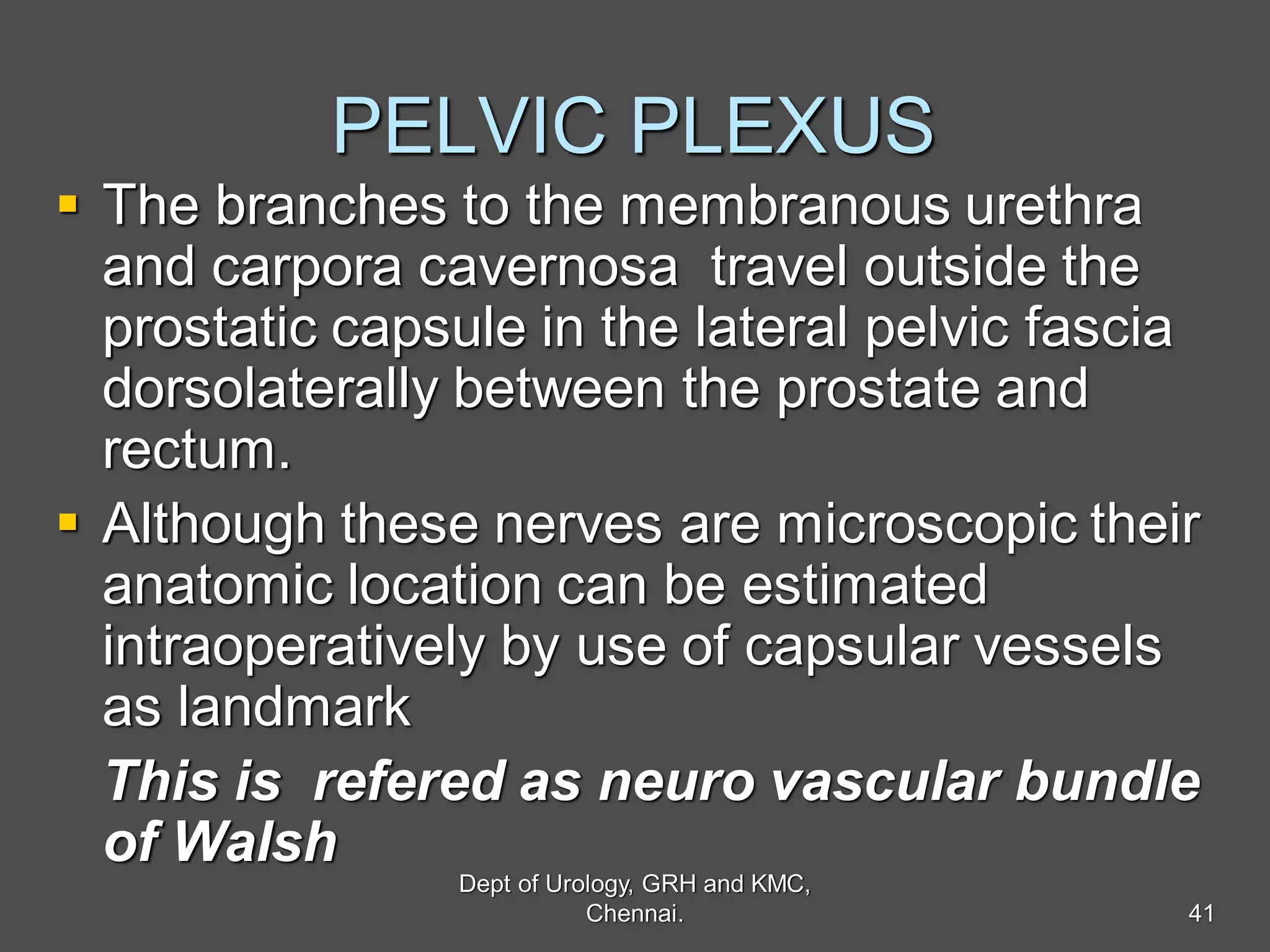 Prostate anatomy, embryology | PDF
