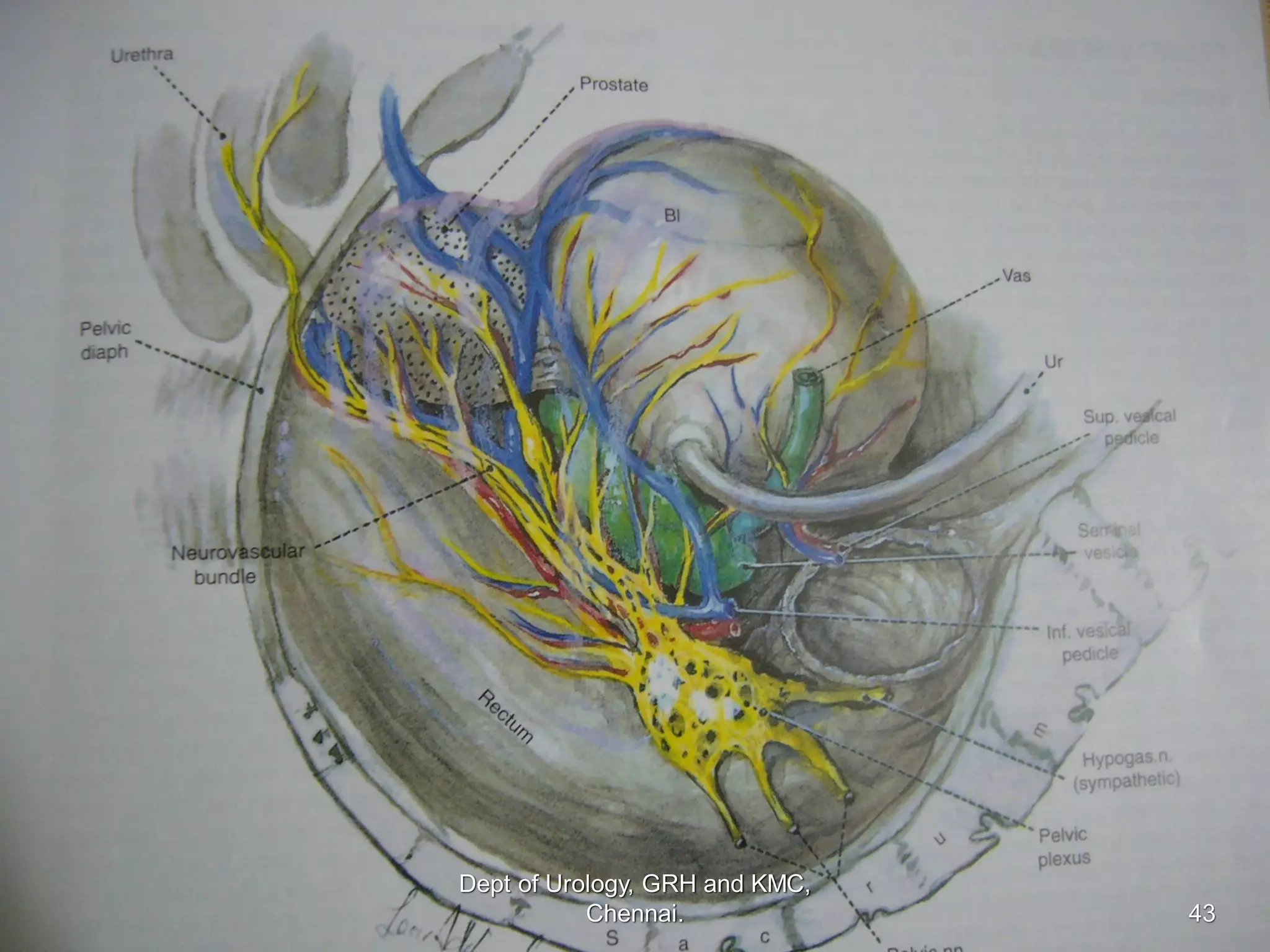 Prostate anatomy, embryology | PDF