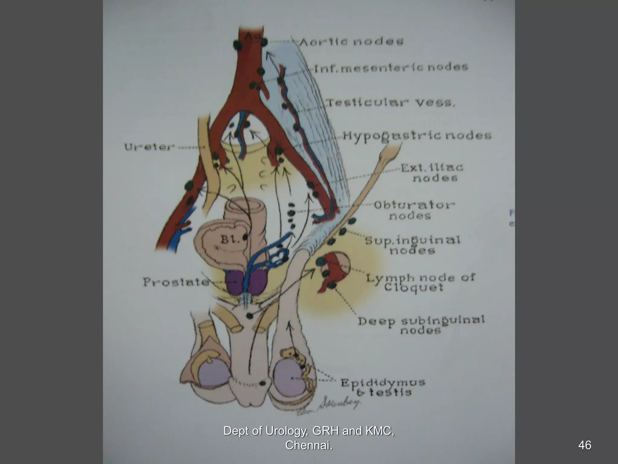 Prostate anatomy, embryology | PDF