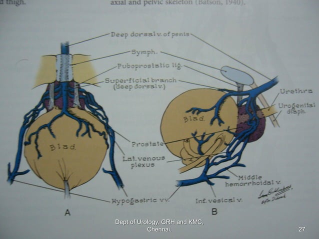 Prostate anatomy, embryology | PDF | Pregnancy | Reproductive Health