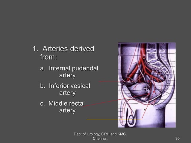 Prostate anatomy, embryology | PDF | Pregnancy | Reproductive Health