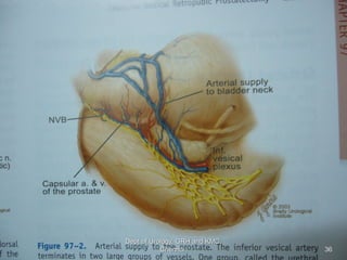 Prostate anatomy, embryology | PDF | Pregnancy | Reproductive Health